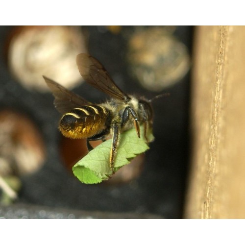 Leafcutter Bee House