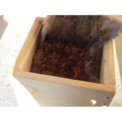 Bumble bee nesting box