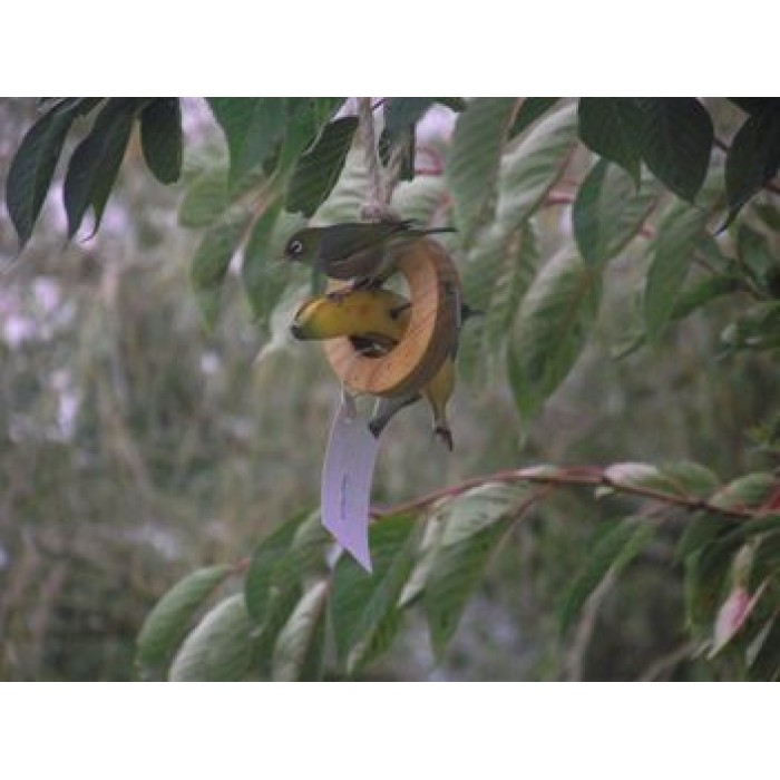 Bird Ring Feeder