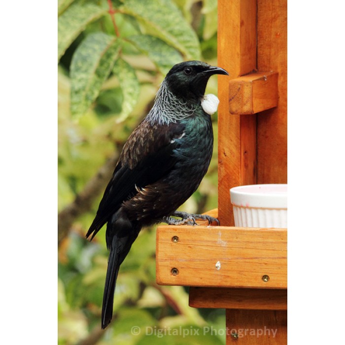 Tui bottle feeder