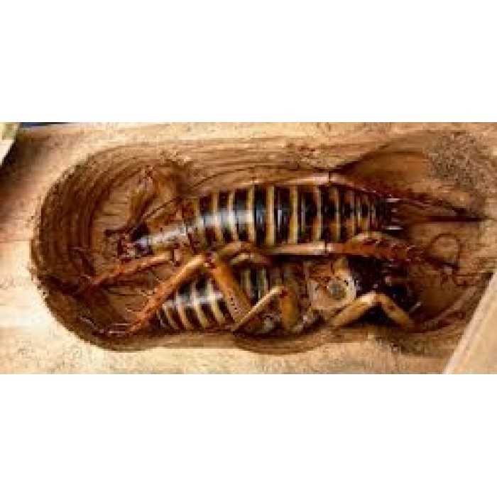 Weta Motel